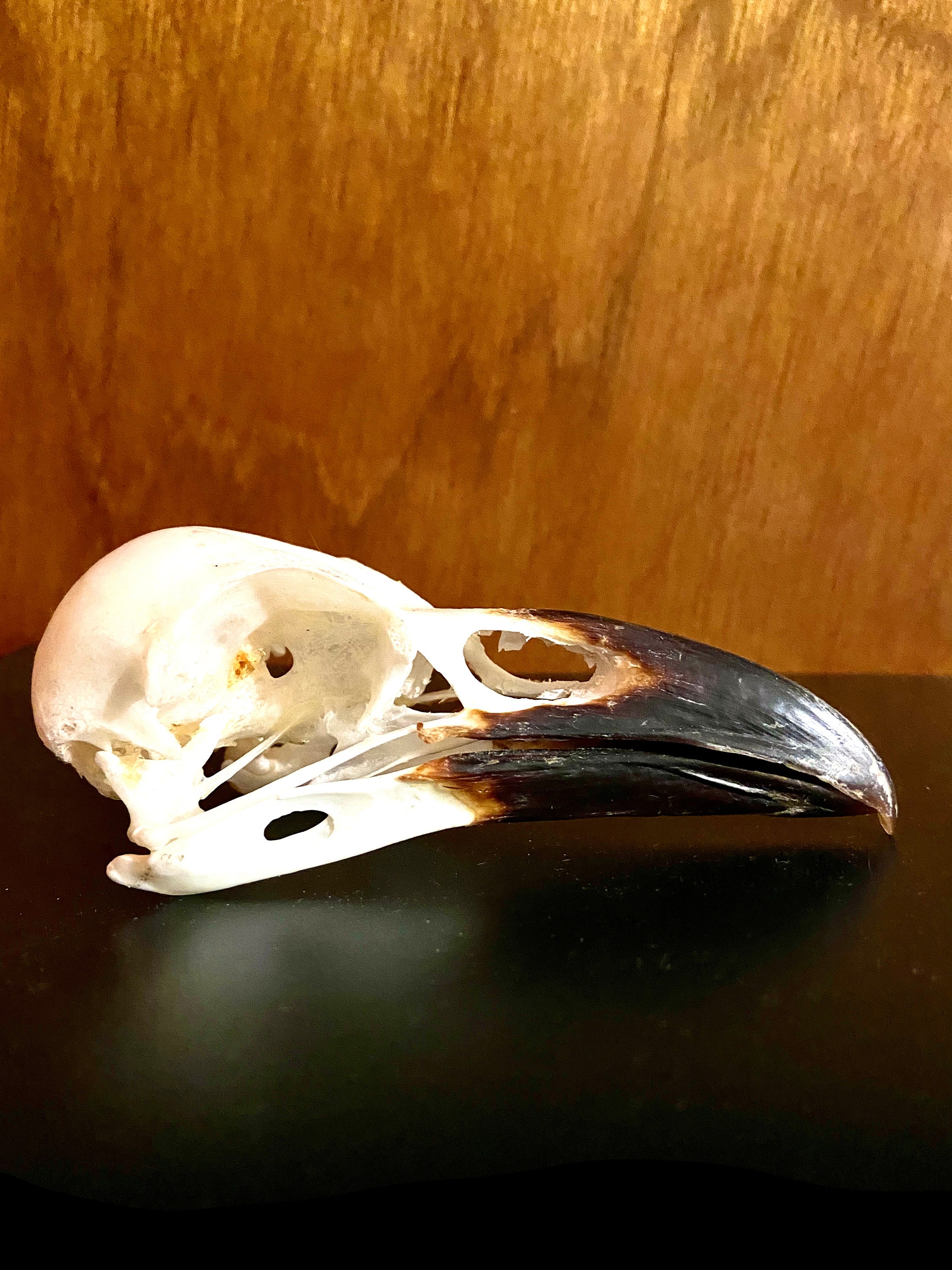 Genuine Raven Skull corvus Corax Real Taxidermy Specimen. - Etsy