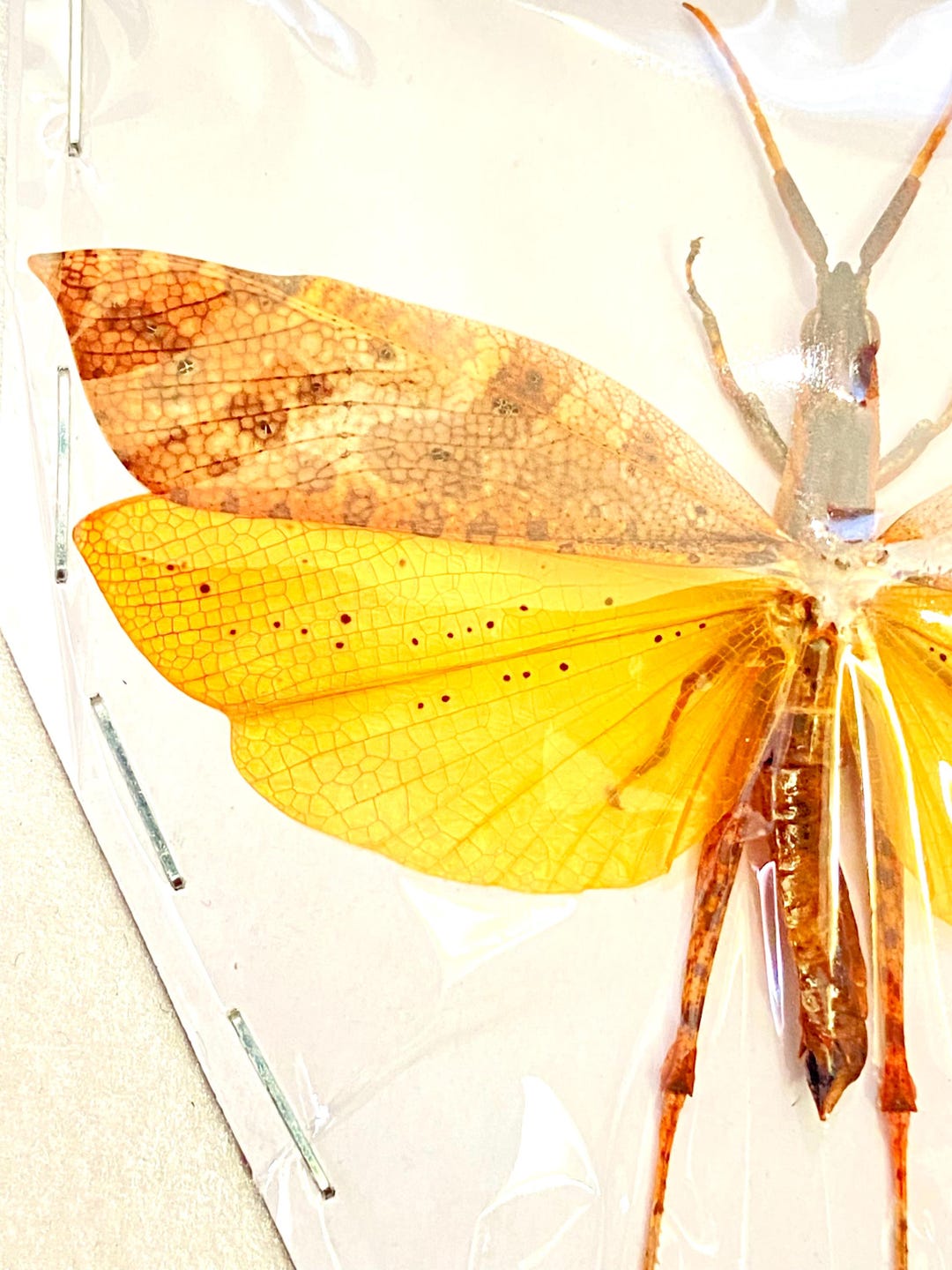Leaf Winged Grasshopper. Trigonopteryx Punctata. Real Insect Specimen ...