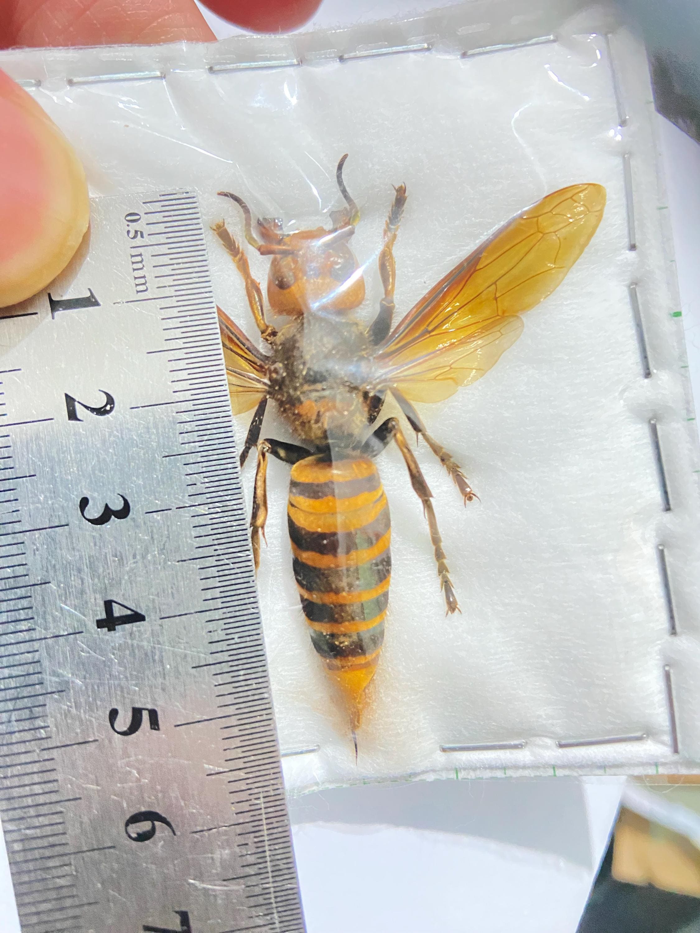 Queen Hornet, Giant Japanese (vespa Mandarinia) Hornet. Wasp. Bee ...