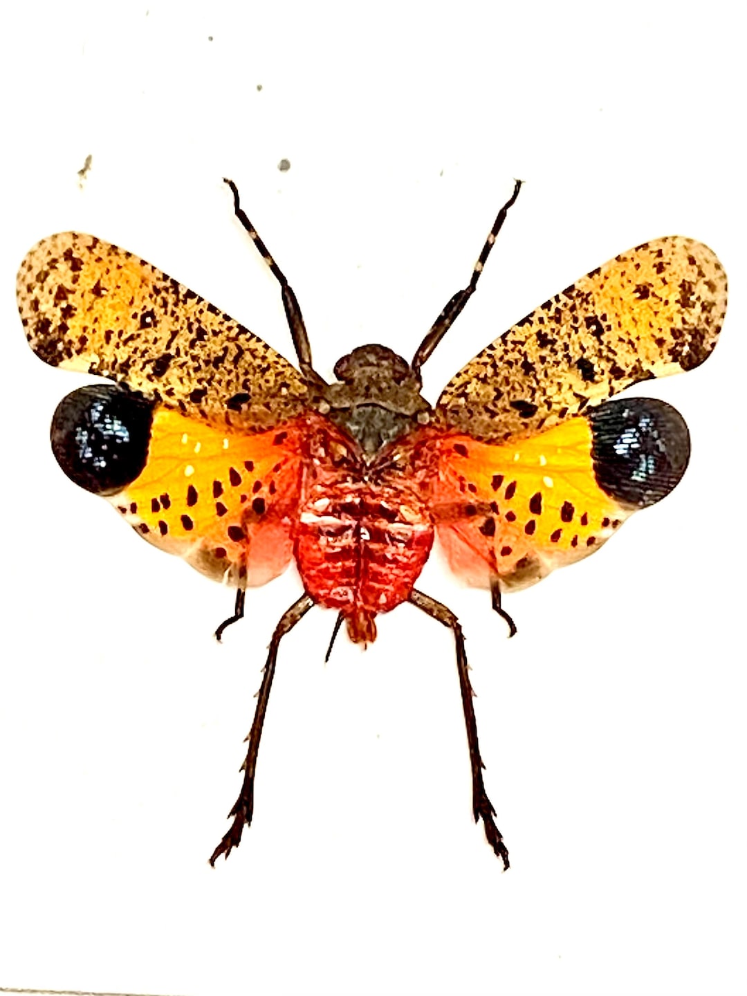 Red Angus Planthopper (penthicodes Atomaria) Real Unframed Specimen. - Etsy