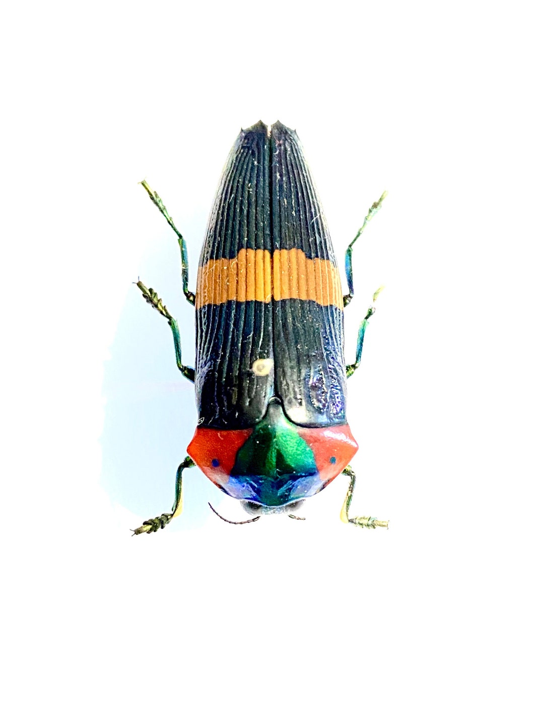 Calodema Ribbei. Jewel Beetle. Scarab Beetle. Buprestidae. Collectables ...