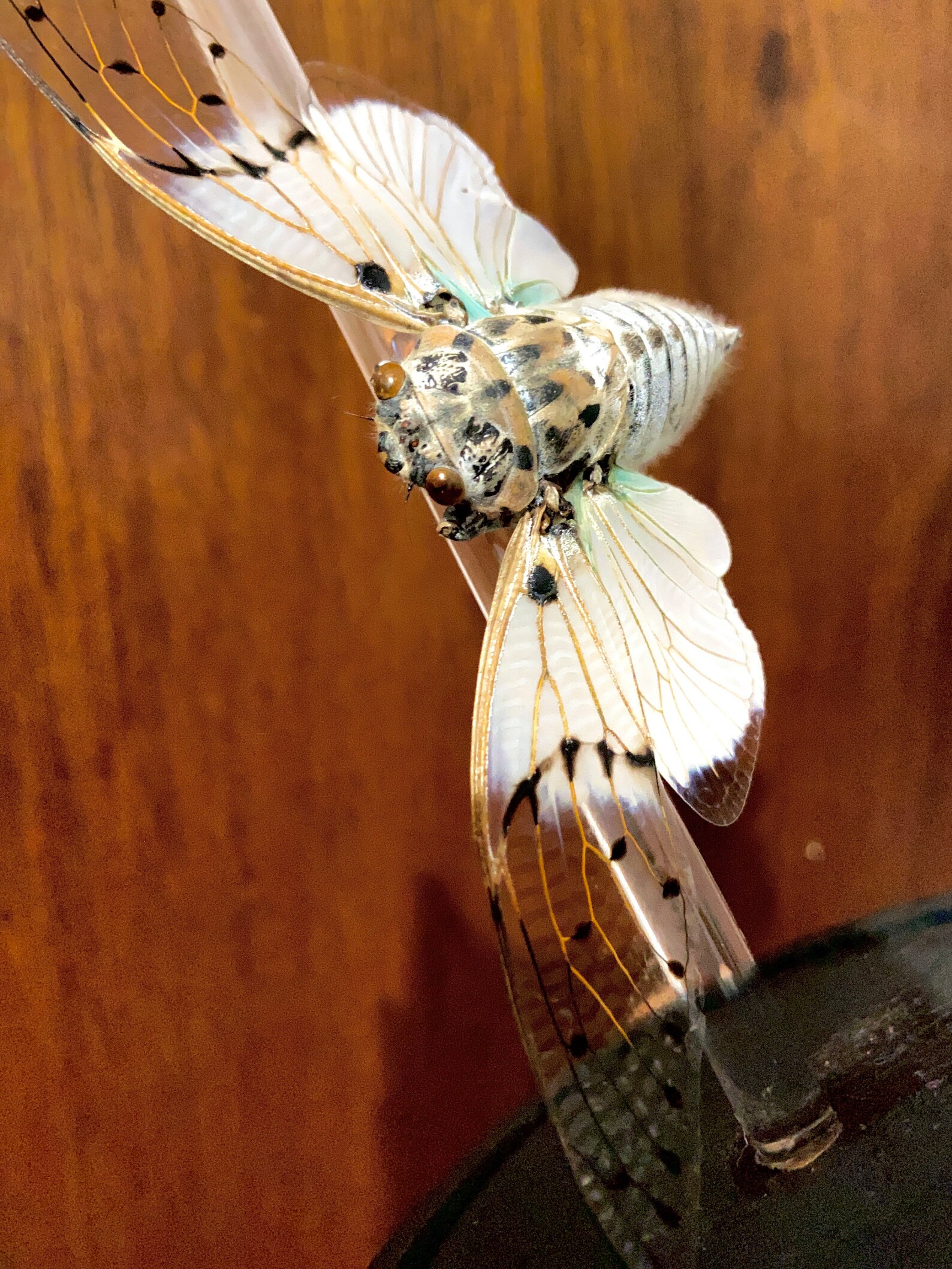 Ghost Cicada . Ayuthia Spectabilis. Cicada. Glass Dome. Real Insect ...
