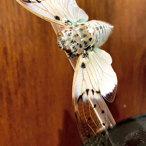 Ghost Cicada . Ayuthia Spectabilis. Cicada. Glass Dome. Real Insect ...