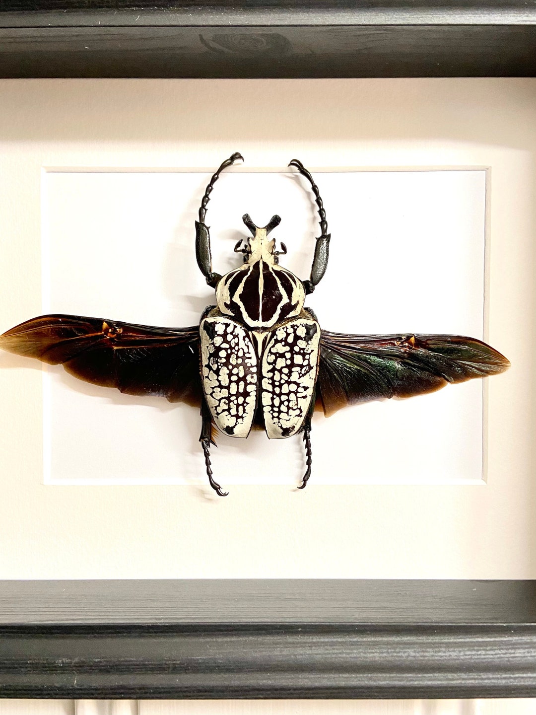 Goliath Beetle, Huge Specimen (goliathus Orientalis Meleagris. Real ...