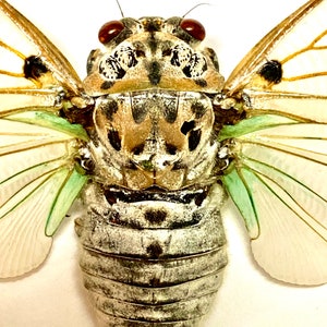 Ghost Cicada (ayuthia Spectabilis) Unframed Specimen. A1 Quality ...