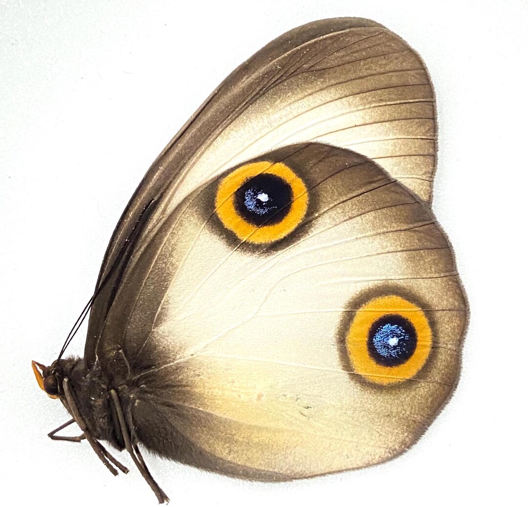 Taenaris Cyclops. Real Butterfly. Un-set Folded Wings. Insectsofbeauty ...