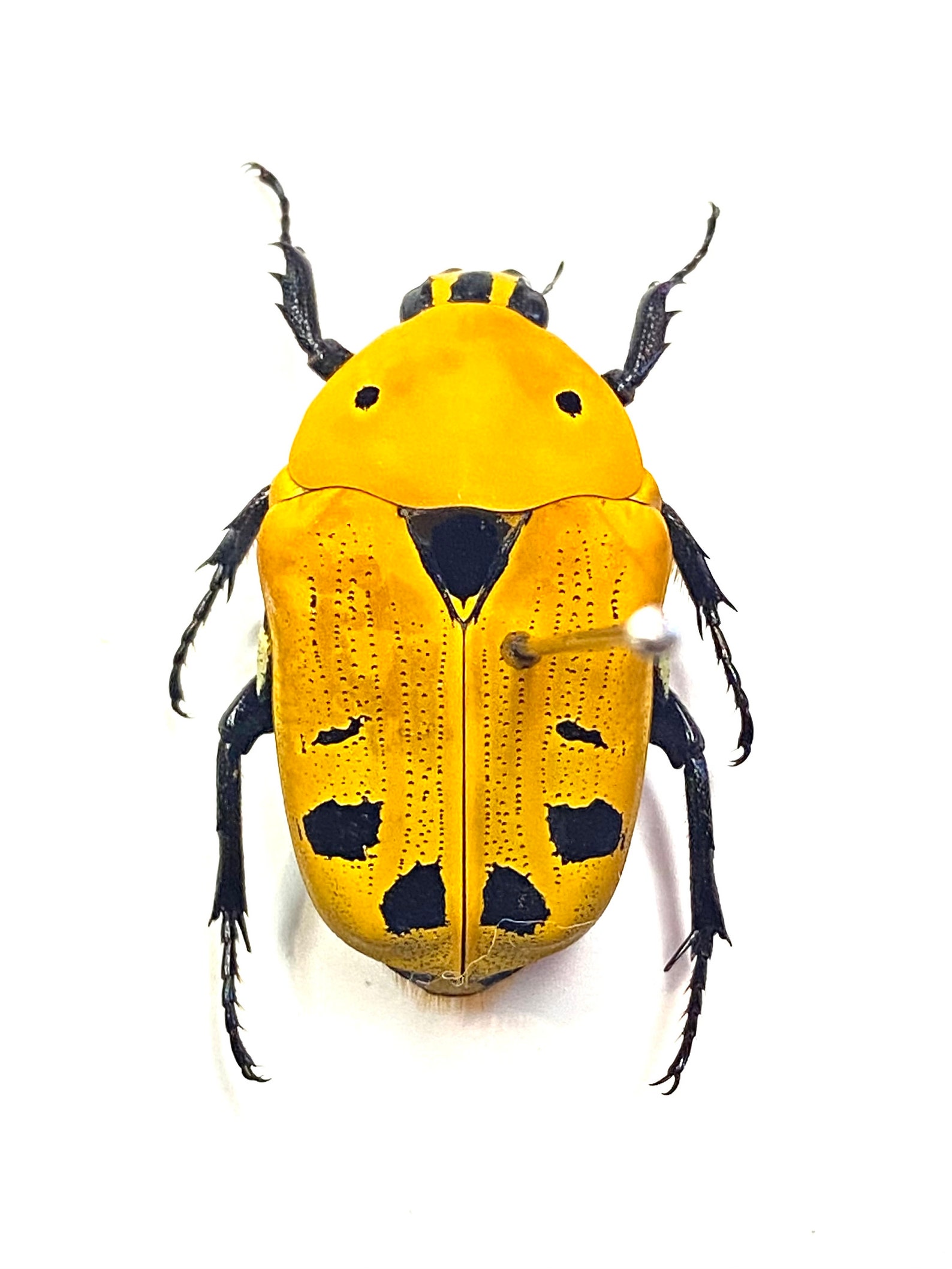 Yellow Flower Beetle (euchroea Auripimenta). Taxidermy. Beetle. Insect ...