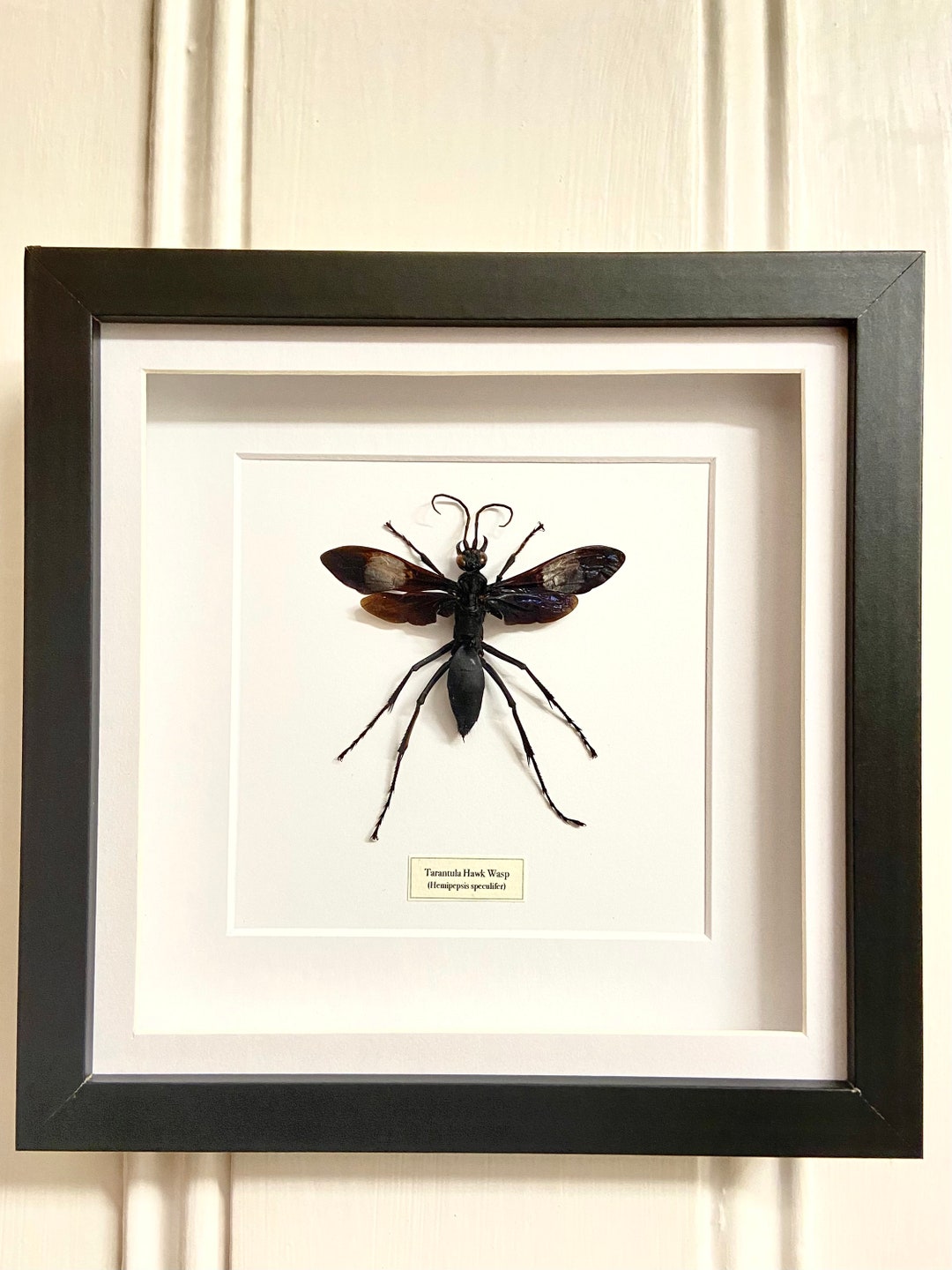 Tarantula Hawk Wasp hemipepsis Speculifer Framed - Etsy