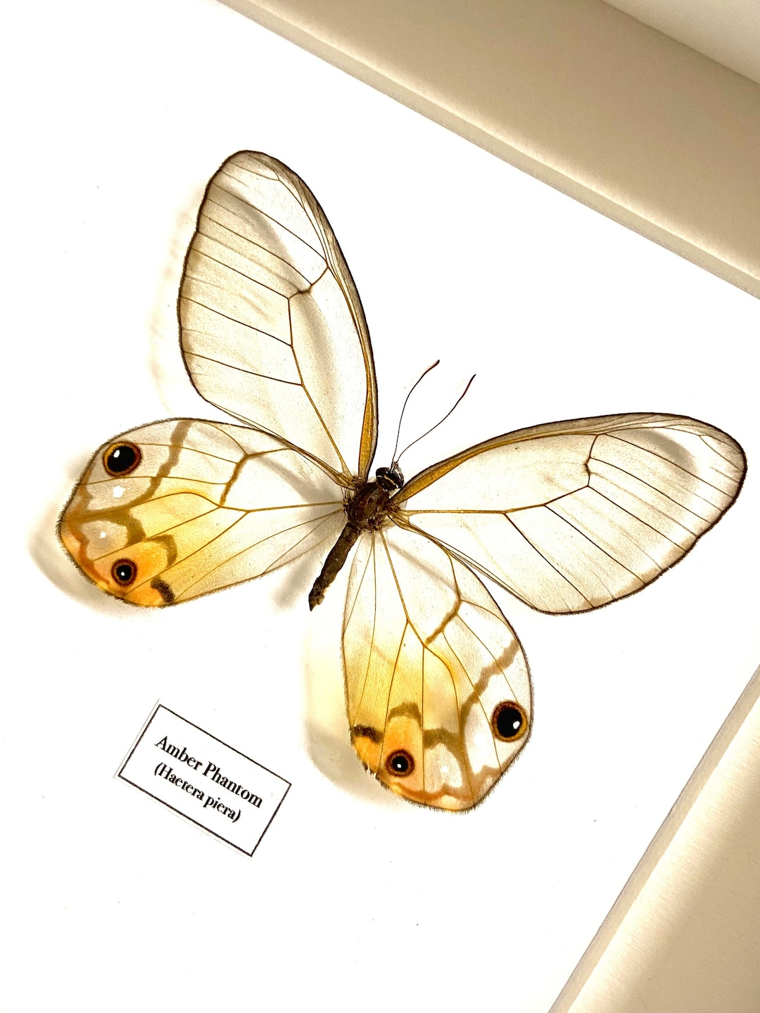 Amber Phantom (haetera Piera) Real Butterfly Framed. Glassing Butterfly ...