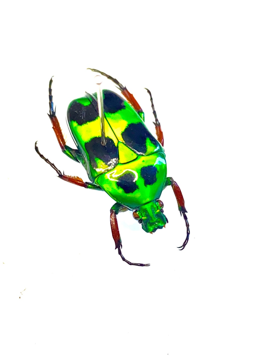 Scarab Beetle (heterorrhina Macleayi) Real Specimen. Insects. Insect ...
