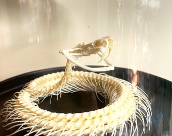 Snake Skeleton white Lipped Viper Real Specimen Framed. | Etsy UK