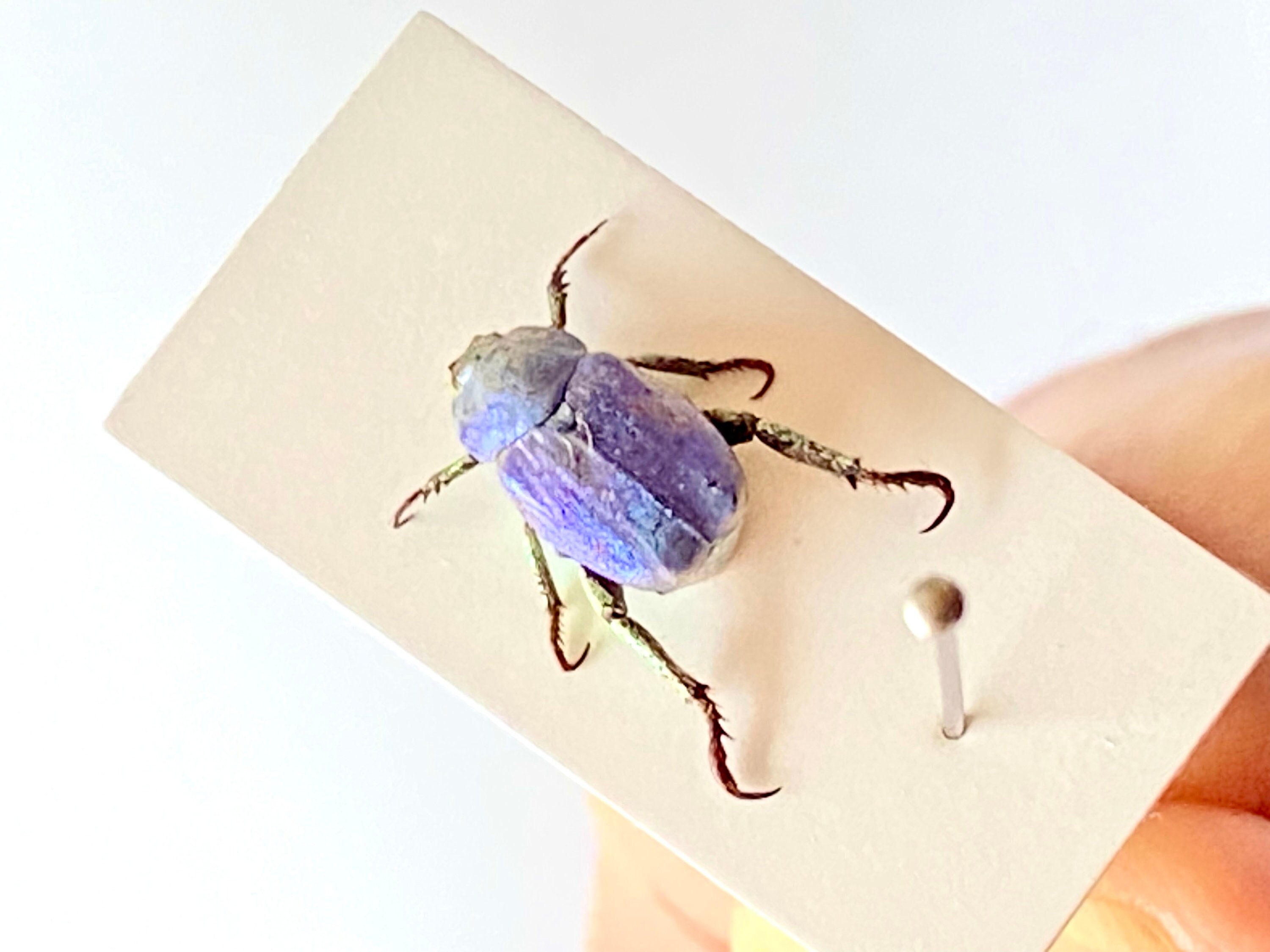 Blue Scarab (hoplia Coerulea) Real Specimen.insectsofbeautyuk. Beetle ...
