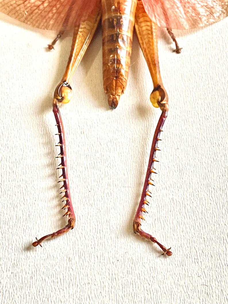 Javanese Grasshopper (valanga Javanensis) Real Specimen. - Etsy