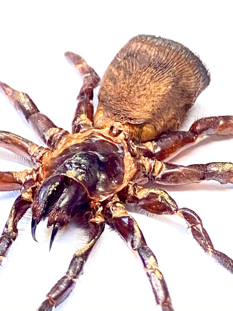 Spider. Cyclocosmia Ricketti. Real Specimen. Insect Specimen. Real ...