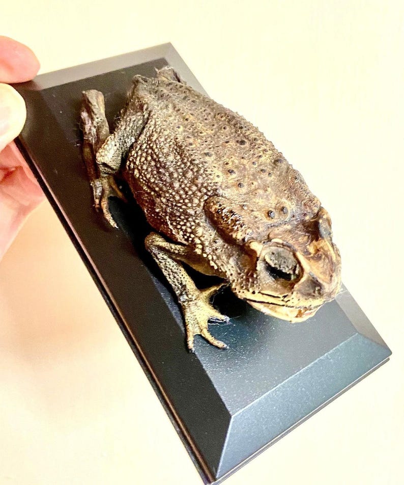 Toad (asian) Real Preserved Specimen in Display Case. Toad. Frog ...