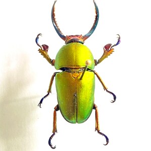 Sawtooth Beetle (lamprina Adolphinae) Real Specimen. Real Insect ...