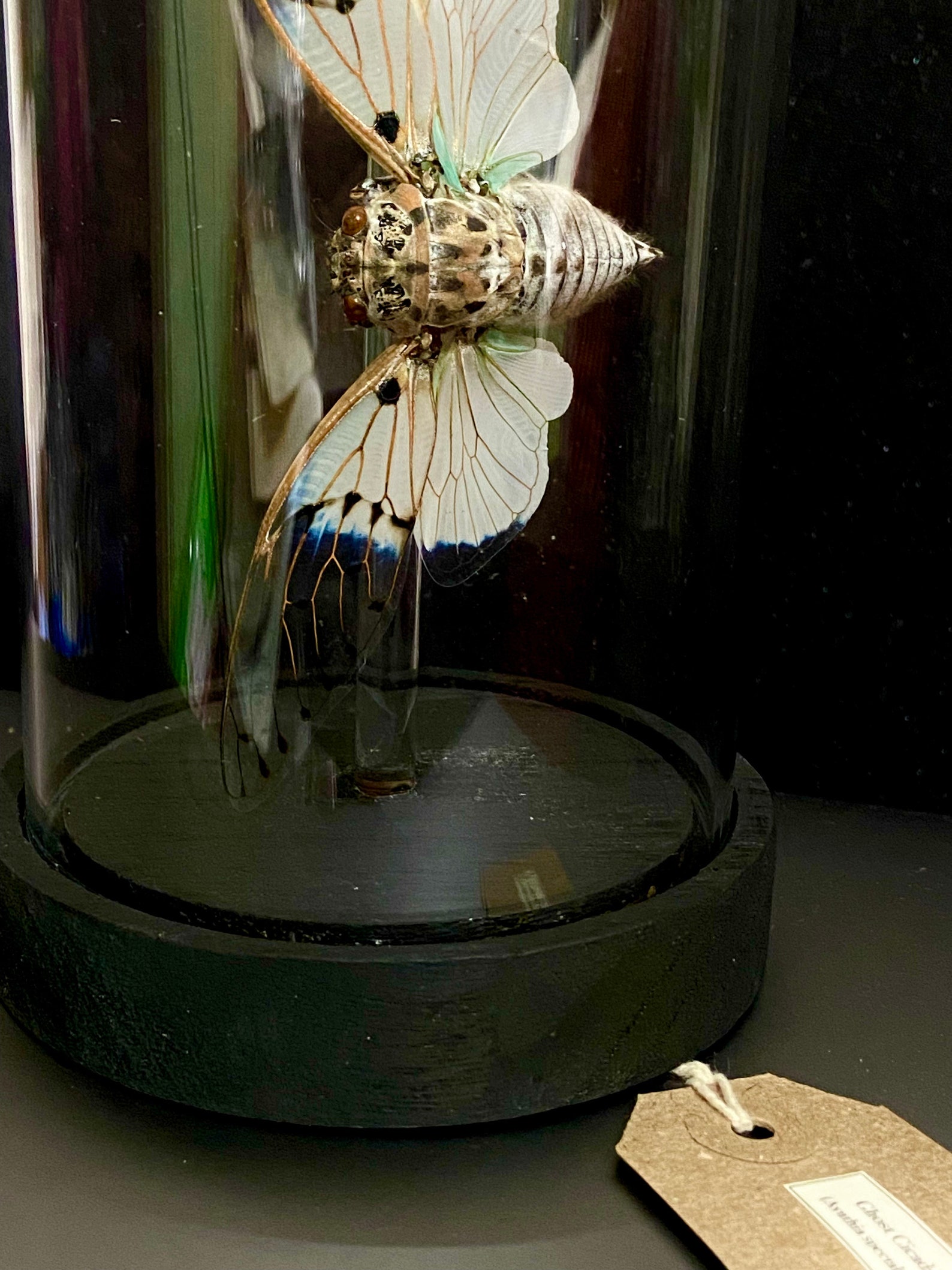 Ghost Cicada . Ayuthia Spectabilis. Cicada. Glass Dome. Real Insect ...