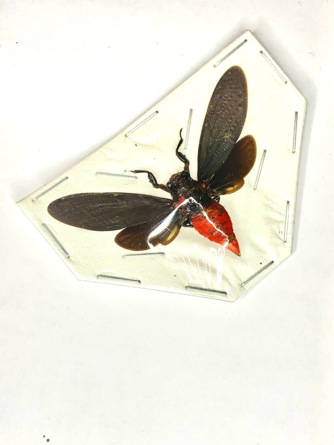 Cicada Small ( Heuchys Sanguinea) Real Insect. Cicada. Real Insect ...