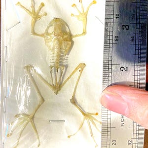 Frog Skeleton (flying Frog) Real Unframed Specimen.rhacophorus ...