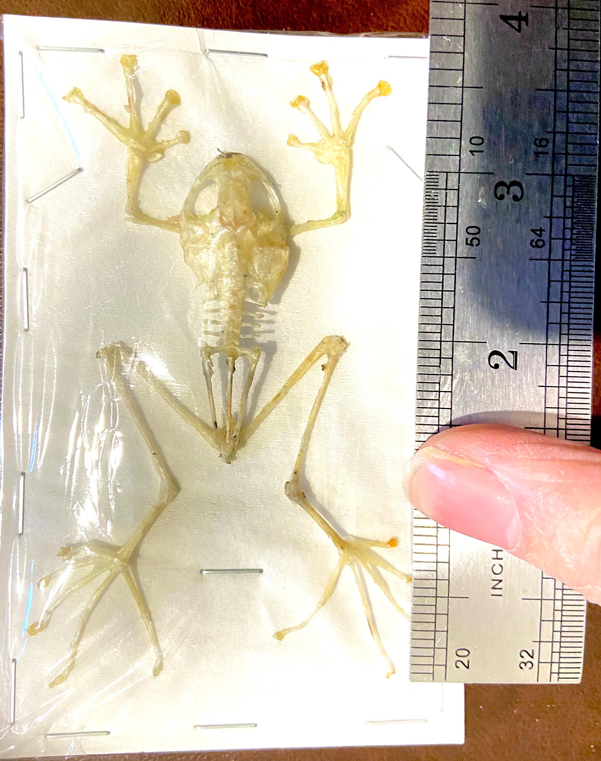 Frog Skeleton (flying Frog) Real Unframed Specimen.rhacophorus ...