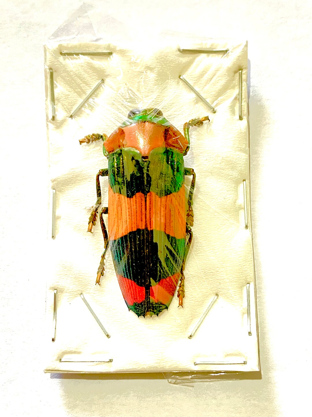 Calodema Suhandae. Jewel Beetle. Scarab Beetle. Buprestidae ...