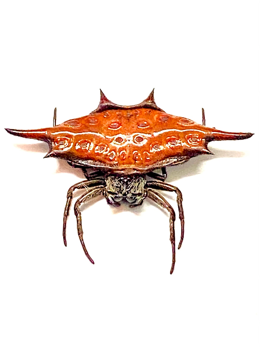 Spiny Weaver Spider.(gasteracantha Diardi) Spider. Real Spider.real ...