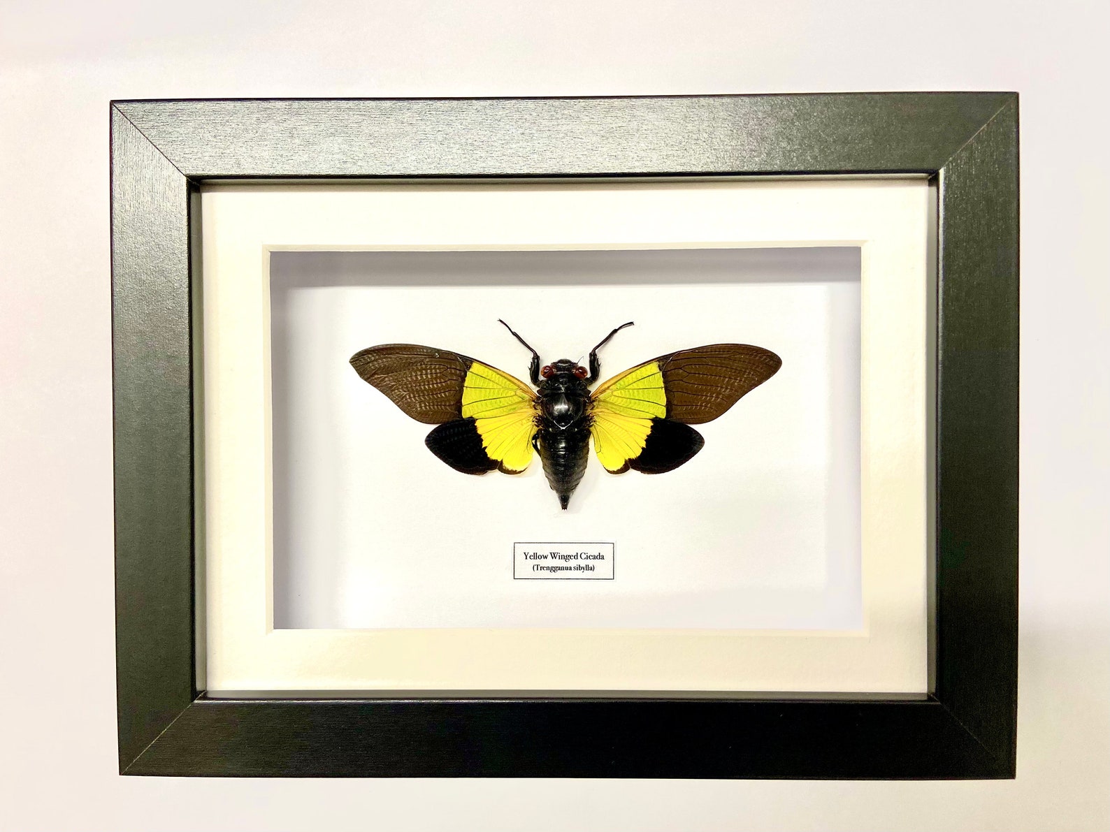 Yellow Winged Cicada (trengganua Sibylla) Real Insect Framed Entomology ...