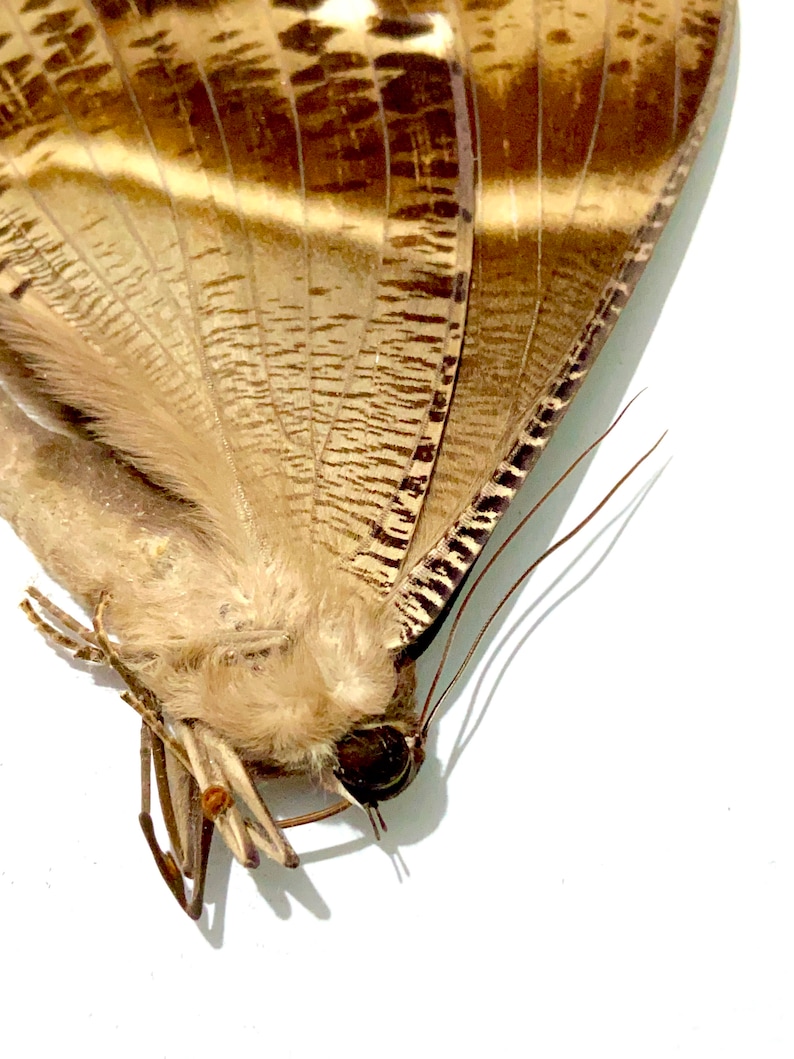 Lyssa Zampa. Huge Tropical Swallowtail Moth. Laos Brown.real Butterfly ...
