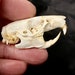 Brown Rat Skull (rattus Norvegicus) Genuine Skull. Rodent. Rat. Bones ...