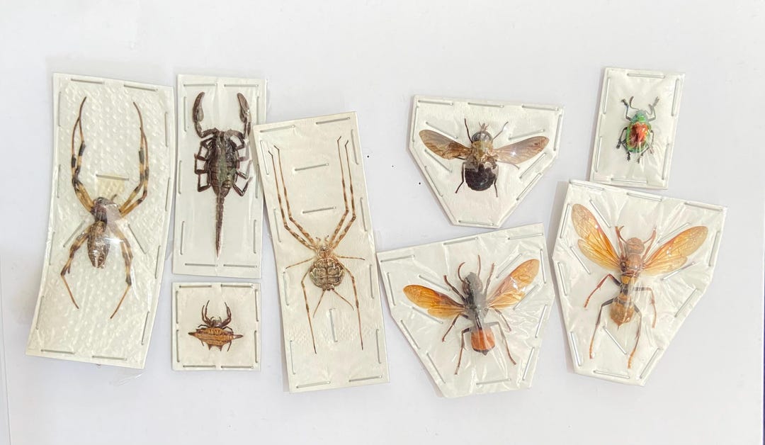 Insect Mixed Selection. Real Insects. Insect Specimens ...