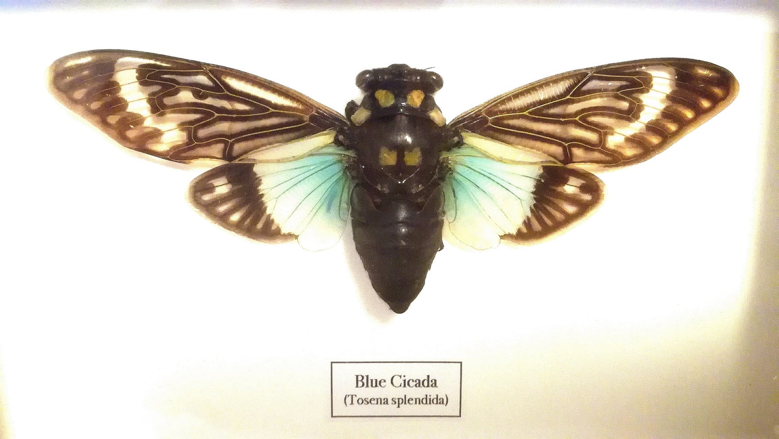 Blue Cicada Tosena splendida real insect framedentomology | Etsy