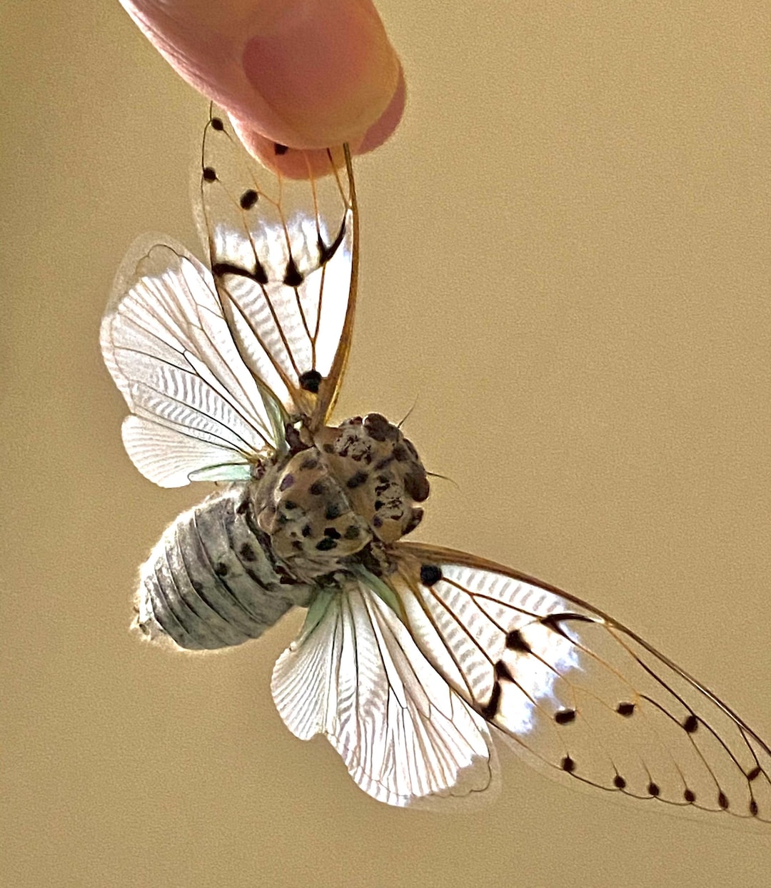 Ghost Cicada (ayuthia Spectabilis) Unframed Specimen. A1 Quality ...