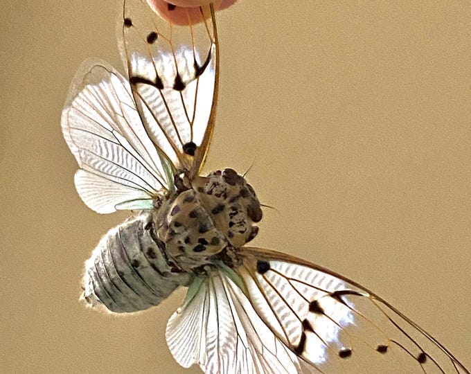 Cicada Pair the White Ghost + the Turquoise Wing in Shadow Box Frame ...
