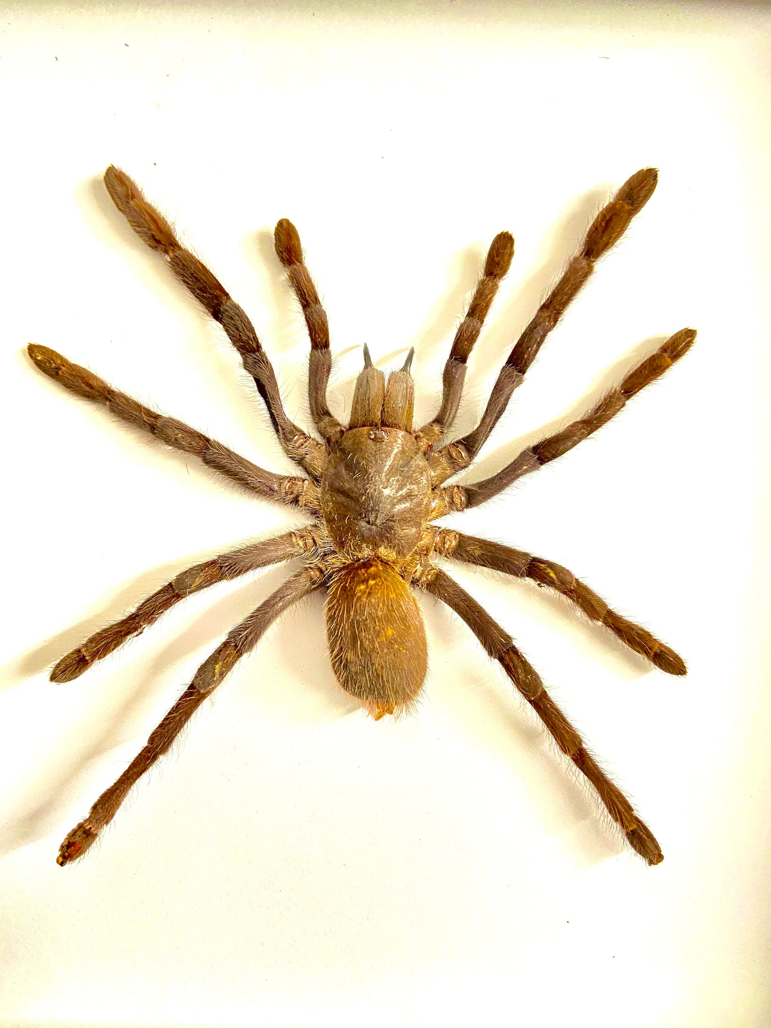 Tarantula. eurypelma Spinicrus Real Specimen Framed. - Etsy UK