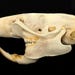 Brown Rat Skull (rattus Norvegicus) Genuine Skull. Rodent. Rat. Bones ...