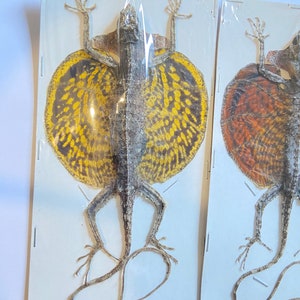 Flying Lizard. (draco Volans) Real Specimen.lizard. Reptile ...