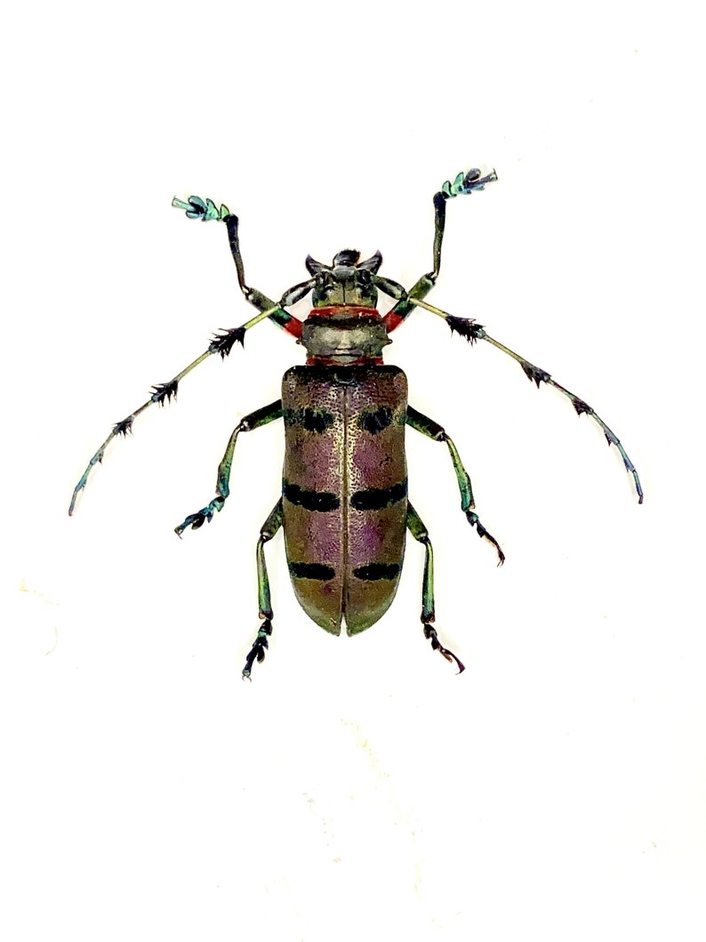 Tufted Longhorn (diastocera Wallichi) Real Insect .insect Collection - Etsy