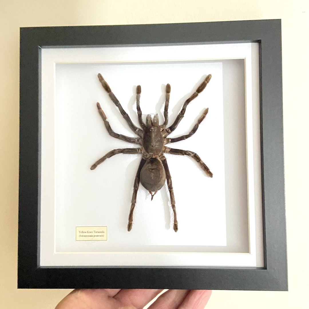 Tarantula Framed. Yellow Knee Tarantula XL. Spider. Arachnidae. Goth ...