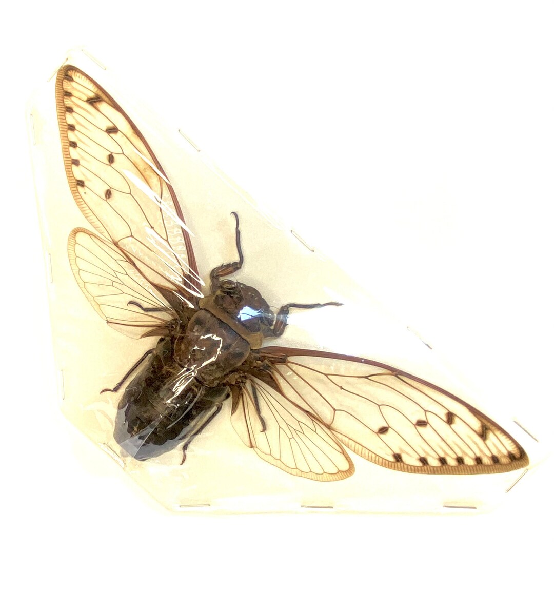 Merula Cicada (megapomponia Merula) Real Specimen - Etsy