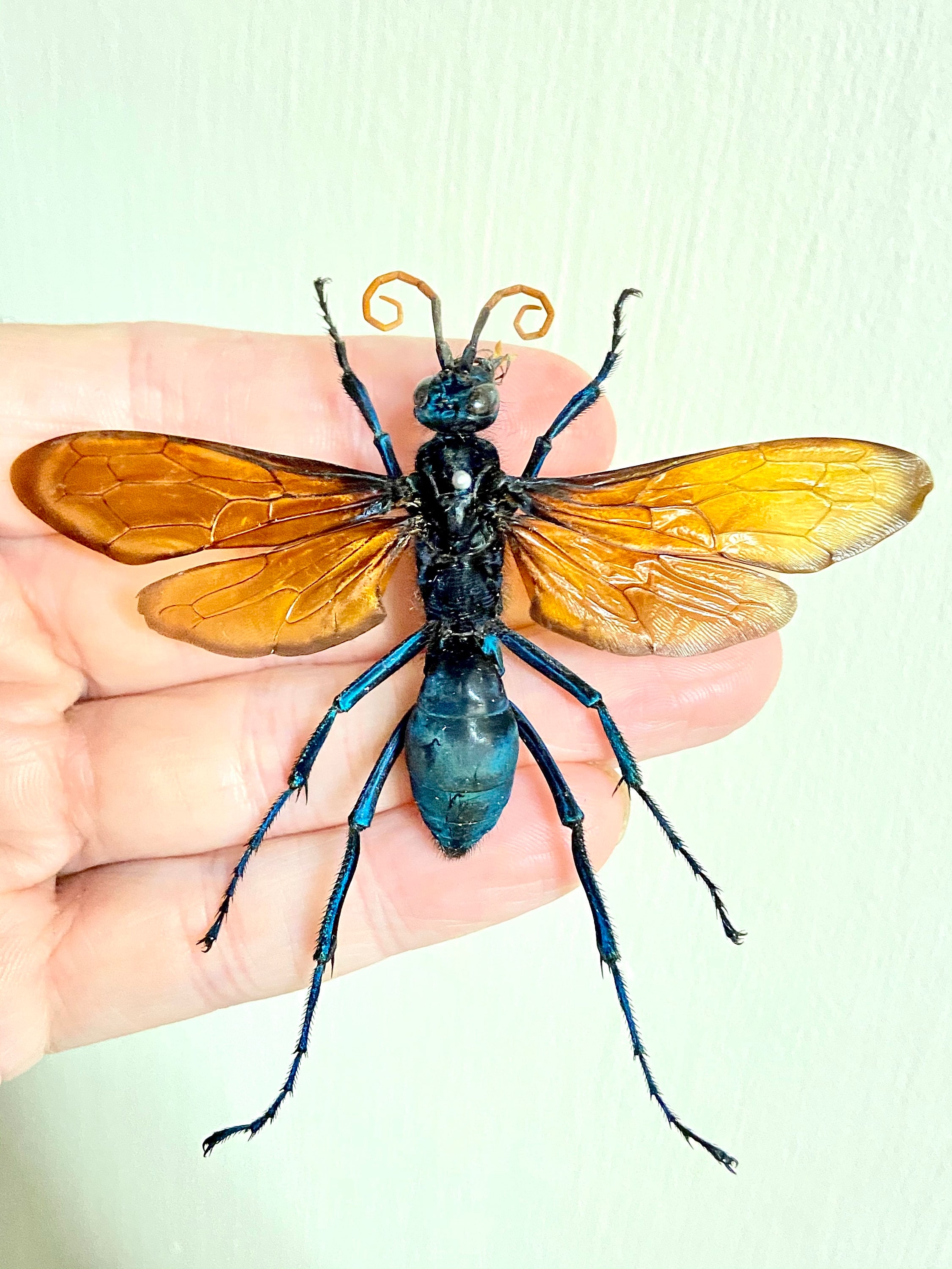 Tarantula Hawk