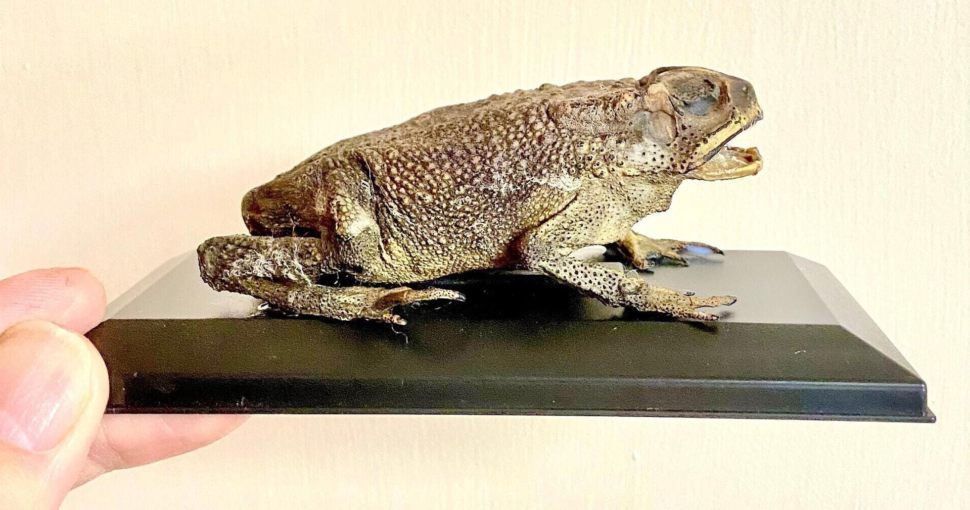 Toad (asian) Real Preserved Specimen in Display Case. Toad. Frog ...
