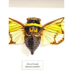 Green Cicada (salvazana Mirabilis) Real Insect Specimen. Cicada ...