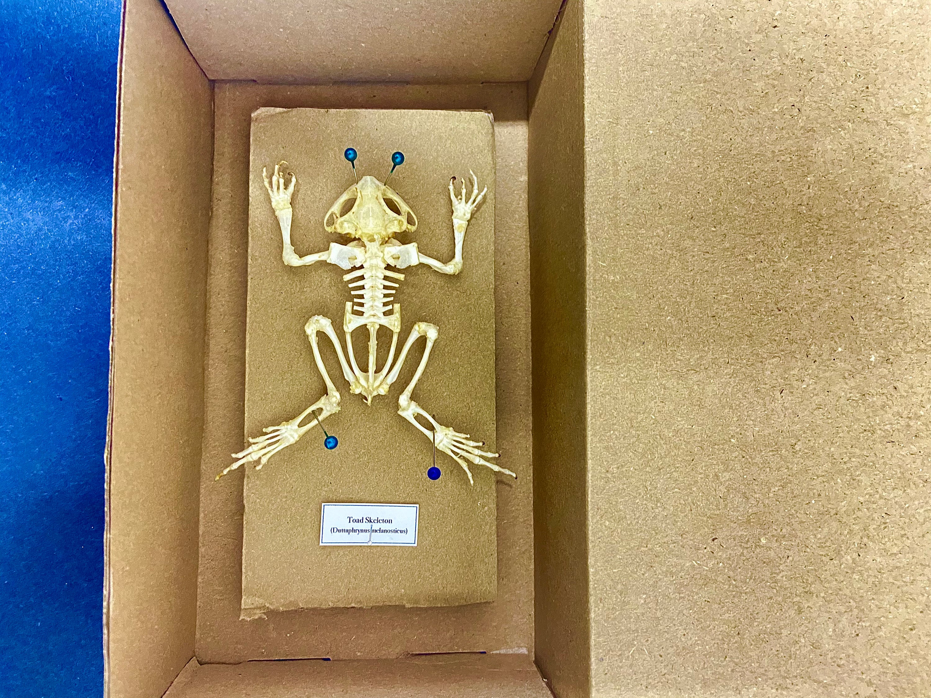 Toad Skeleton Parts