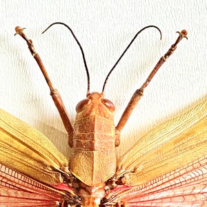 Javanese Grasshopper (valanga Javanensis) Real Specimen. - Etsy