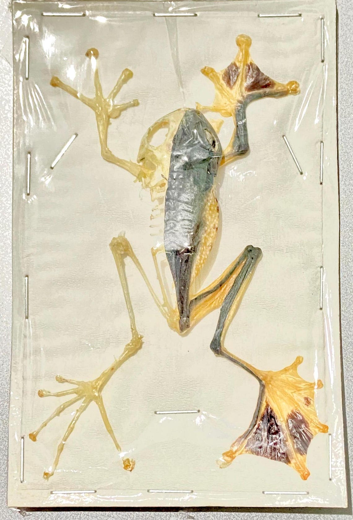 Frog Skeleton (flying Frog) Real Unframed Specimen.rhacophorus ...