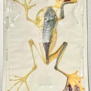 Frog Skeleton (flying Frog) Real Unframed Specimen.rhacophorus ...