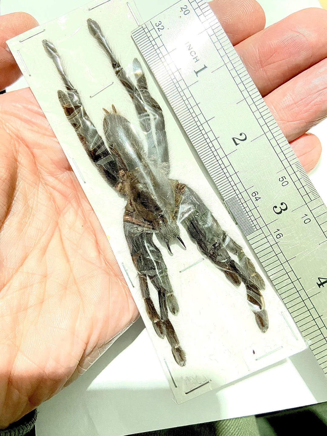 Yellow Knee Tarantula. Selenocosmia Javanensis. Real Spider Specimen ...