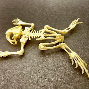 Toad Skeleton Real. (duttaphrynus Melanosticus) Skeleton Toad ...