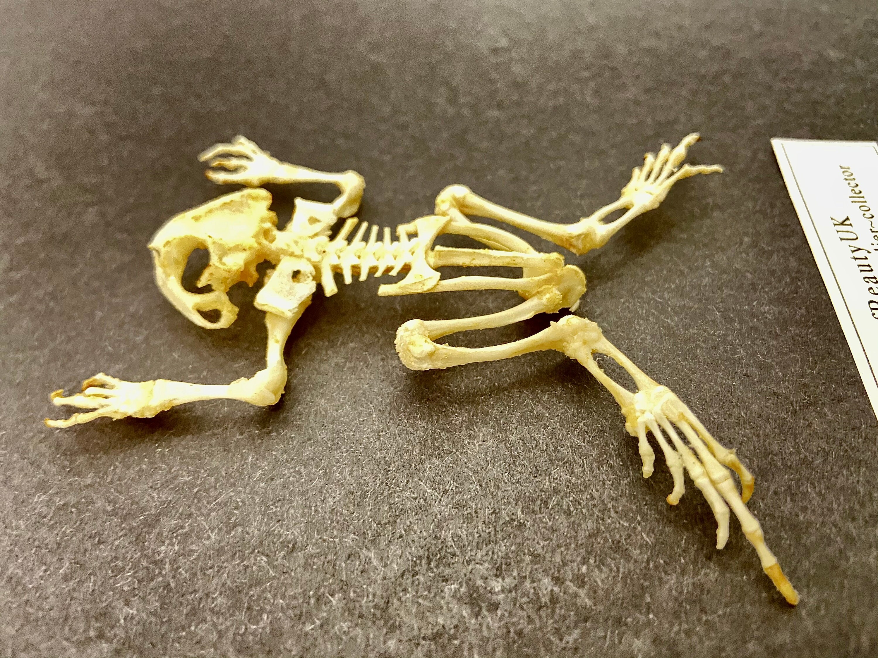Toad Skeleton Real. (duttaphrynus Melanosticus) Skeleton Toad ...