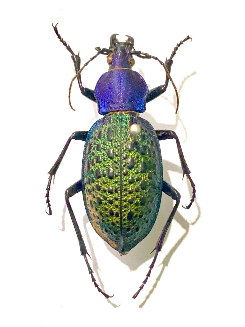 Carabus Elysii. Chinese Ground Beetle. Real Insect Specimen ...